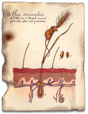 David Deen WebStudio : Mus Musculus